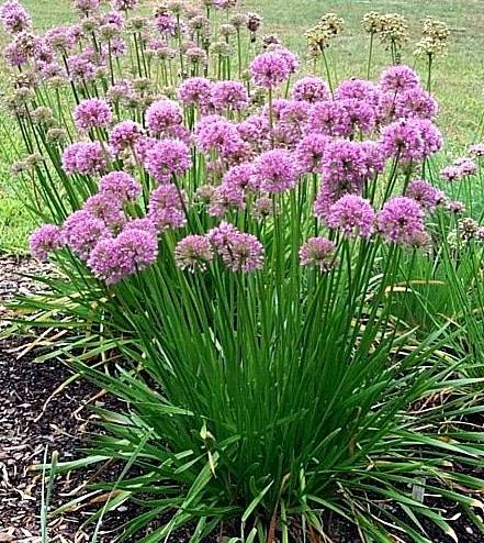 2018 Perennial Plant of the Year; Allium ‘Millenium’ – Landscaping and ...
